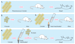 DNA as Carrier of Genetic Information » Magazine Science