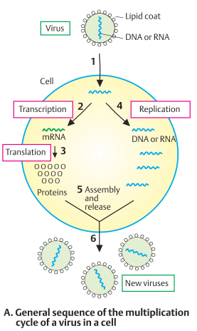 Replication Cycle of Viruses » Magazine Science